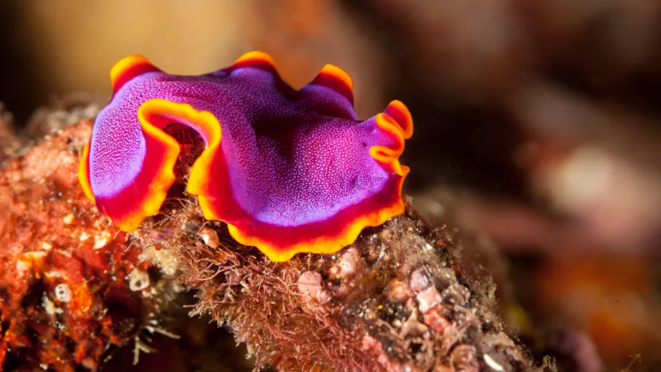 Planária: o que é, características e como são classificadas