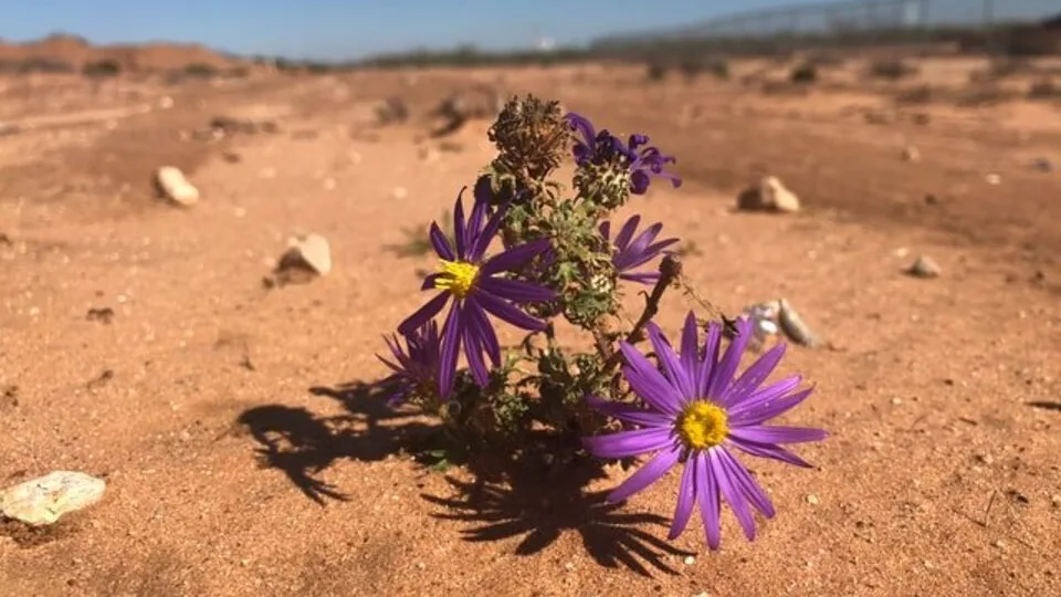 A Primavera Árabe: o que é e causas - Estratégia Vestibulares
