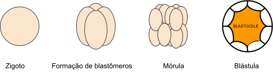 Embriogênese: características - Estratégia Vestibulares