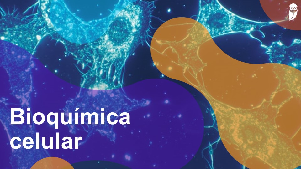 Bioquímica celular: o que é, organelas, metabolismo e mais