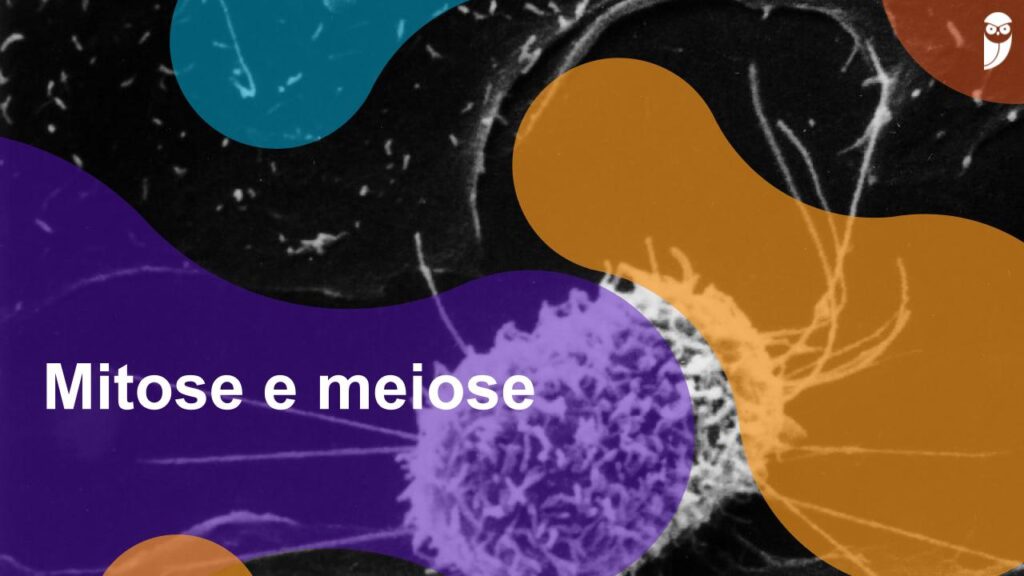 Mitose e meiose: o que são, diferenças e importância