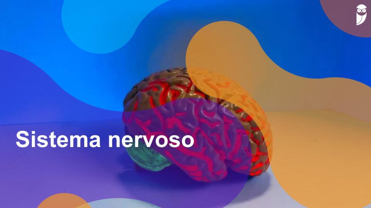 Sistema nervoso: definição, central, periférico e autônomo