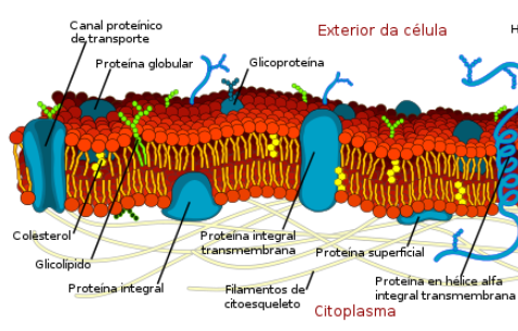Localizacao Do Reticulo Endoplasmatico