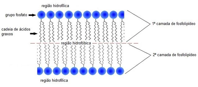 Retículo endoplasmático: granular e liso, funções e estrutura