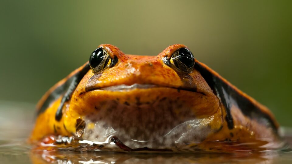 Anfíbios: o que são, características e classificação