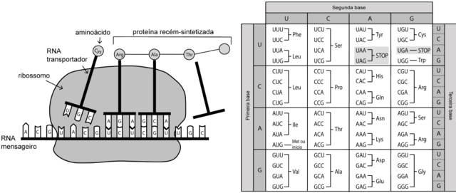 Código genético: o que é, importância e questões