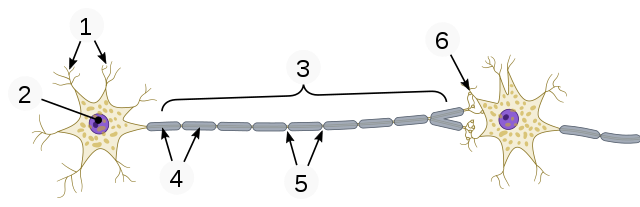 Sinapse: o que é, importância e questões de vestibulares